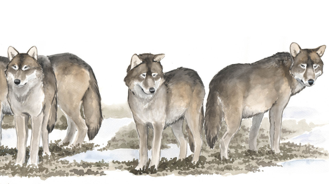 Finland might have over 500 wolves, including the puppies born in ...